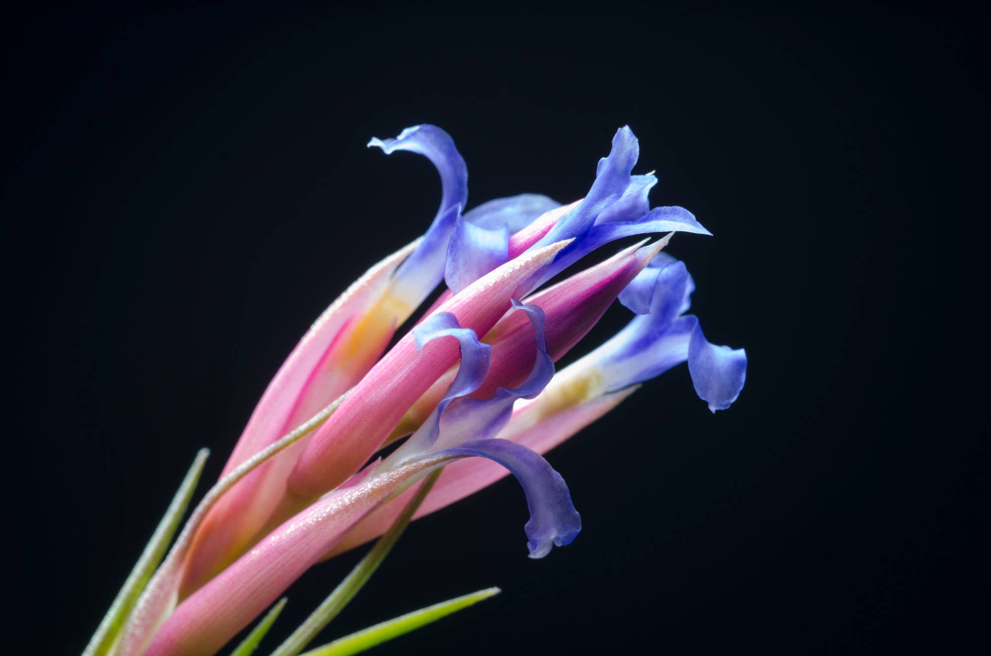 Tillandsia Aeranthos Standard - Air Plant – Burrow & Vine